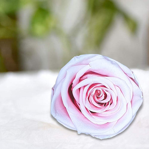 Forever Rose | Long-Lasting Preserved Roses | Real Roses that Last Forever